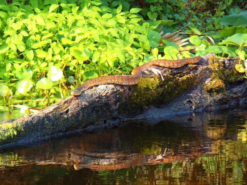 Orlando Alligator Experience: Day-Trip From Orlando - Who Should Consider This Tour?