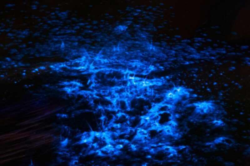 Orlando: Bioluminescence Kayak Adventure - Practical Details and Tips