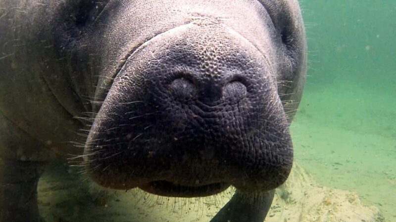 Orlando: Blue Springs Manatee Kayak Tour - Final Thoughts