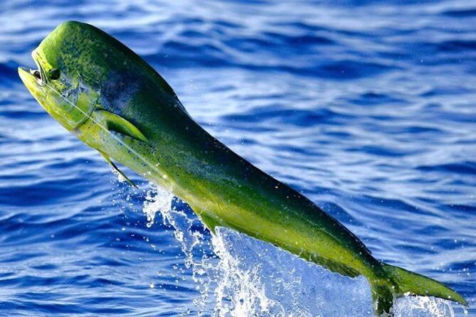 Orlando Deep Sea Fishing Charter - Who is This Tour Best For?