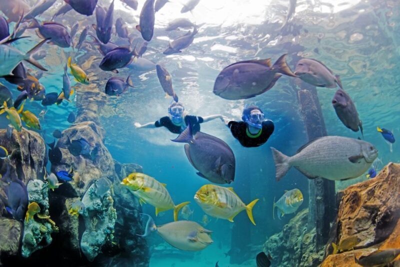 Orlando: Discovery Cove Admission Ticket & Additional Parks - The Review from Visitors: What People Love