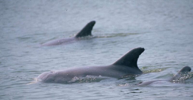 Orlando: Dolphin Clear Kayak or Paddle Board Adventure - Key Points