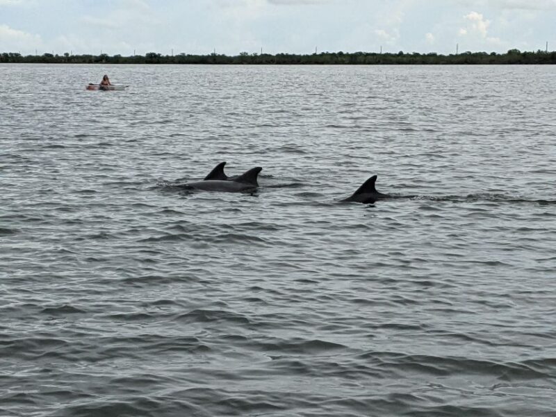 Orlando: Dolphin Clear Kayak or Paddle Board Adventure - An In-Depth Look at the Tour Experience