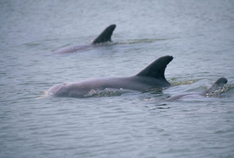 Orlando: Dolphin Clear Kayak or Paddle Board Adventure - FAQ