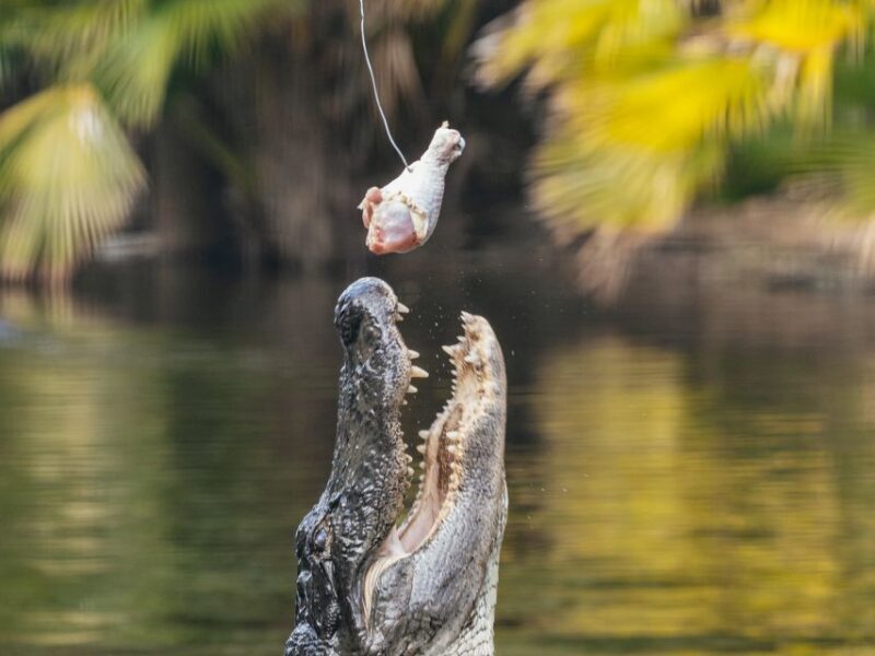 Orlando: Drive-Thru Safari Park at Wild Florida - Key Points