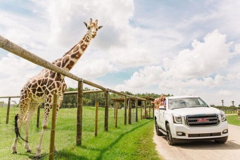 Orlando: Drive-Thru Safari Park at Wild Florida - What Makes Wild Florida’s Drive-Thru Safari Special?