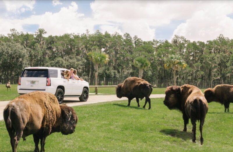 Orlando: Drive-Thru Safari Park at Wild Florida - Animal Encounters and Highlights