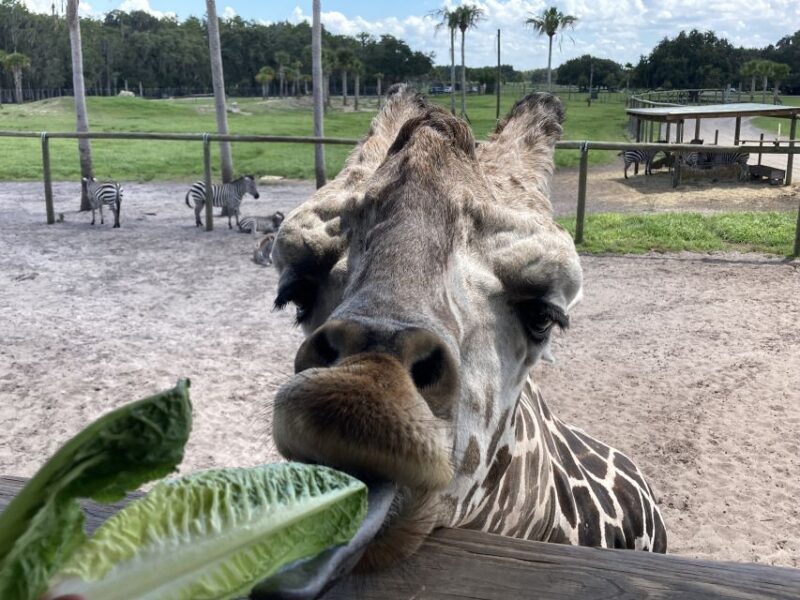 Orlando: Drive-Thru Safari Park at Wild Florida - Visitor Experience and Comfort