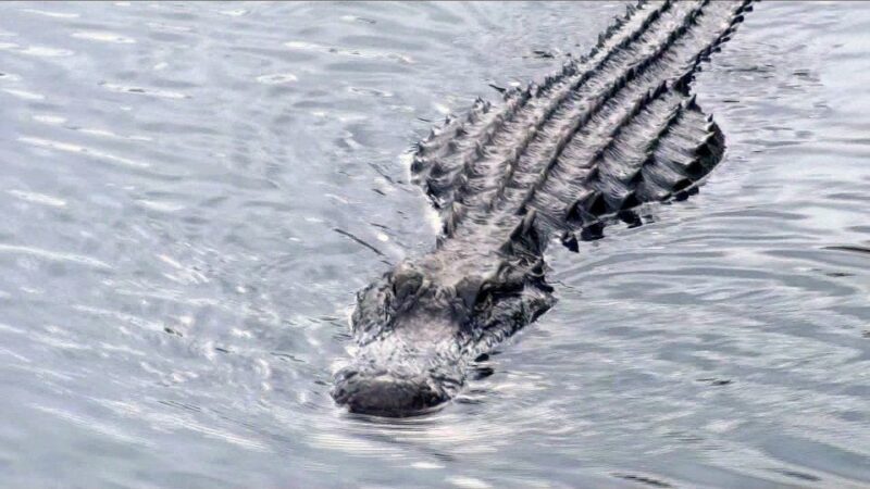 Orlando: Everglades Airboat Ride and Wildlife Park Ticket - An In-Depth Look at the Everglades Airboat Adventure