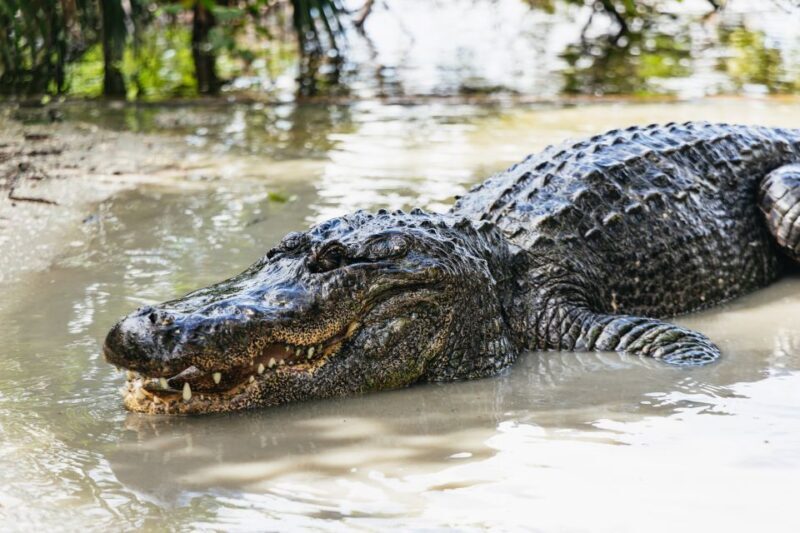 Orlando: Gatorland Skip-the-Line Ticket - What Is Gatorland, and Why Is It Worth Visiting?