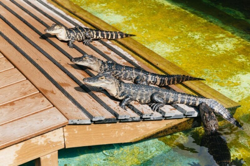 Orlando: Gatorland Skip-the-Line Ticket - Final Thoughts: Is Gatorland Worth It?