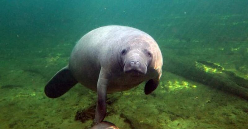 Orlando: Kayaking Tour with Manatee Encounter - An In-Depth Look at the Kayaking Experience in Orlando
