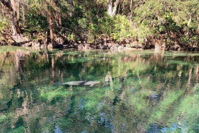 Orlando Manatee and Natural Spring Adventure Tour at Blue Springs - The Cancellations and Booking Experience