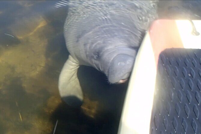 Orlando Manatee and Natural Spring Adventure Tour at Blue Springs - Who Should Consider This Tour?