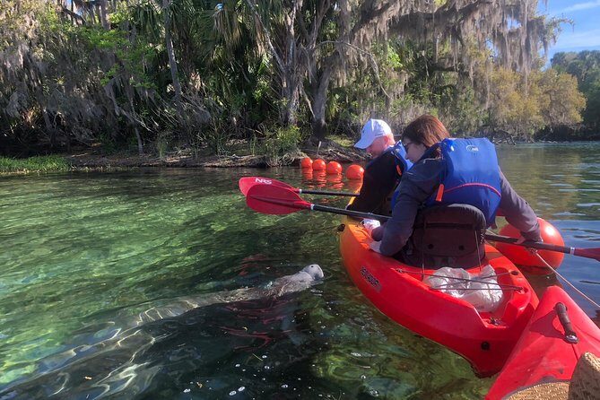 Orlando Manatee Encounters - Orlando Manatee Encounters: A Close-Up Look at Florida’s Gentle Giants