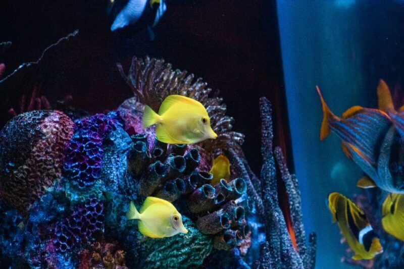 Orlando: SEA LIFE Orlando Aquarium - Experience Overview: What Will You Encounter?