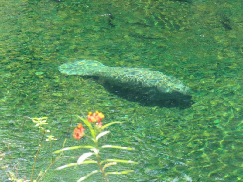 Orlando: Small Group Manatee Discovery Kayak Tour - The Value of the Tour