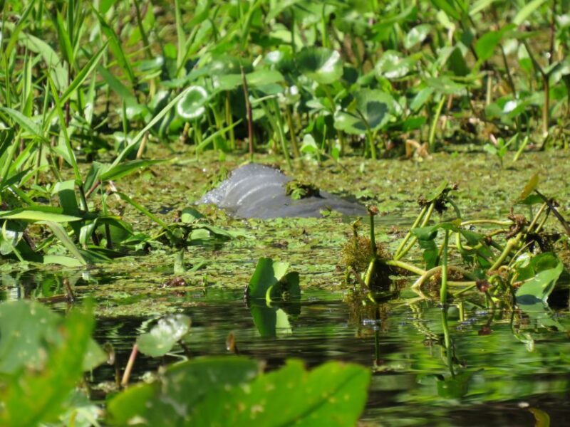 Orlando: Small Group Manatee Discovery Kayak Tour - Who Should Consider This Tour?