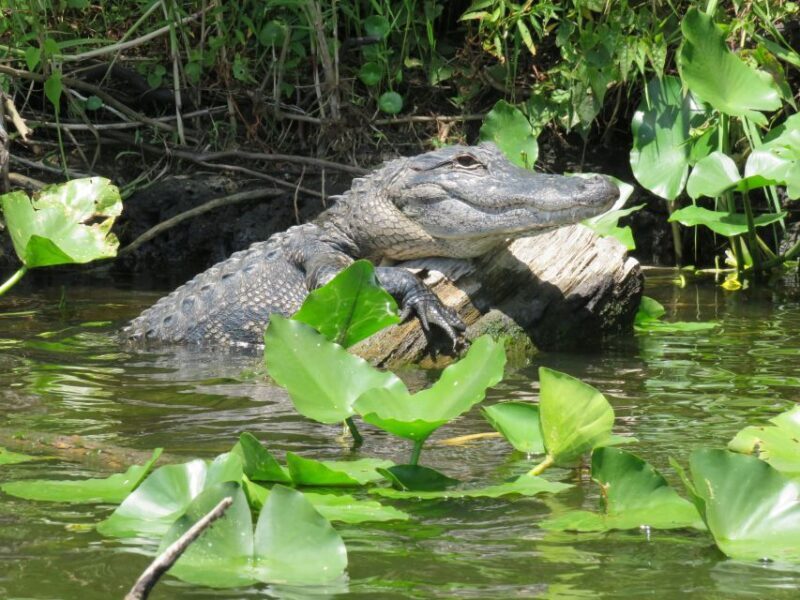 Orlando: Small Group Manatee Discovery Kayak Tour - The Sum Up