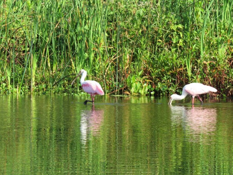 Orlando: Small Group Manatee Discovery Kayak Tour - FAQs