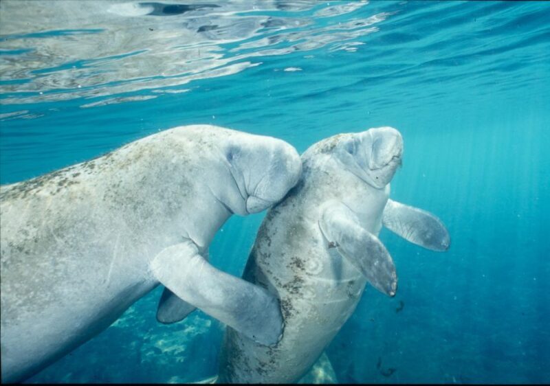 Orlando: Swim with Manatees and Homosassa State Park Visit - Key Points