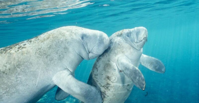 Orlando: Swim with Manatees and Homosassa State Park Visit - A Deep Dive into the Experience