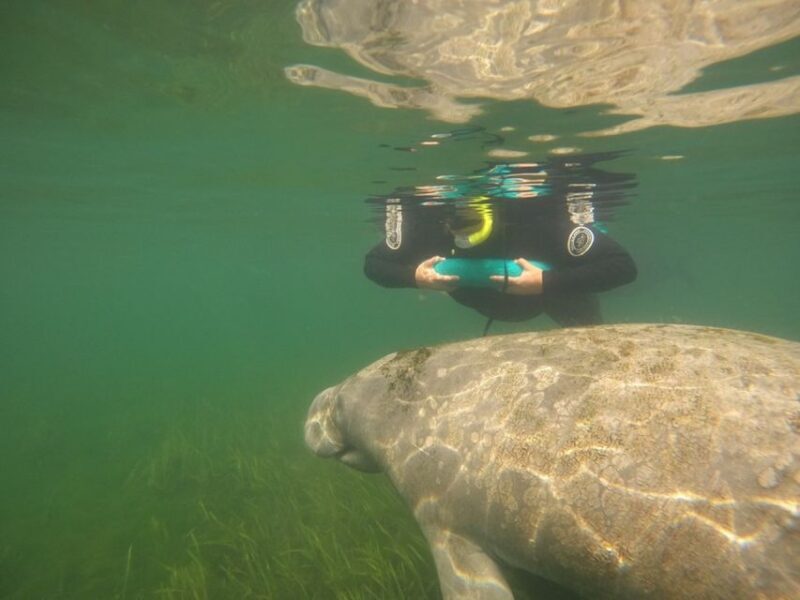 Orlando: Swim with Manatees and Homosassa State Park Visit - Who Should Consider This Tour?