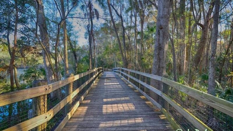 Orlando: Swim with Manatees and Homosassa State Park Visit - The Sum Up
