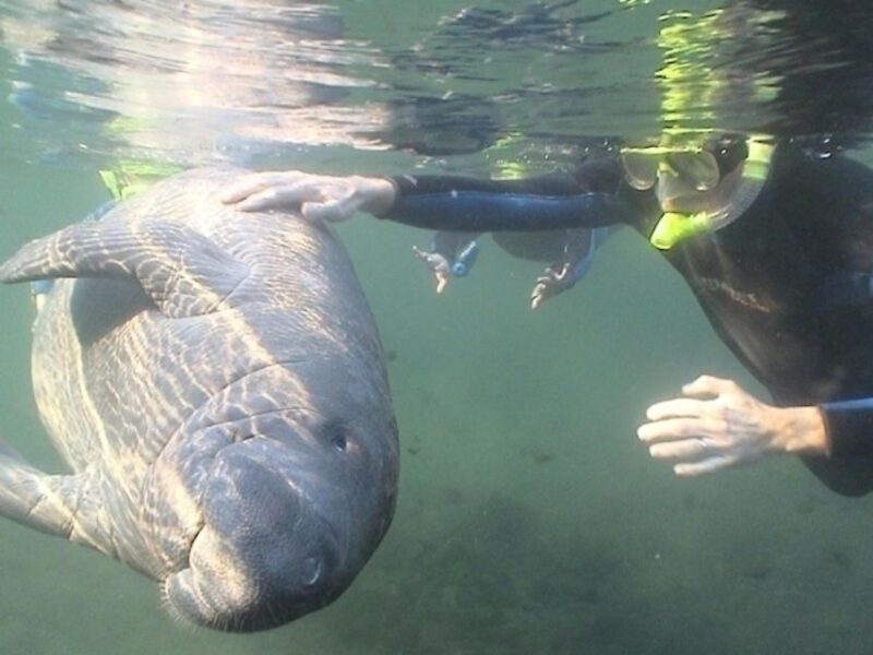 Orlando: Swim with Manatees and Homosassa State Park Visit - FAQ