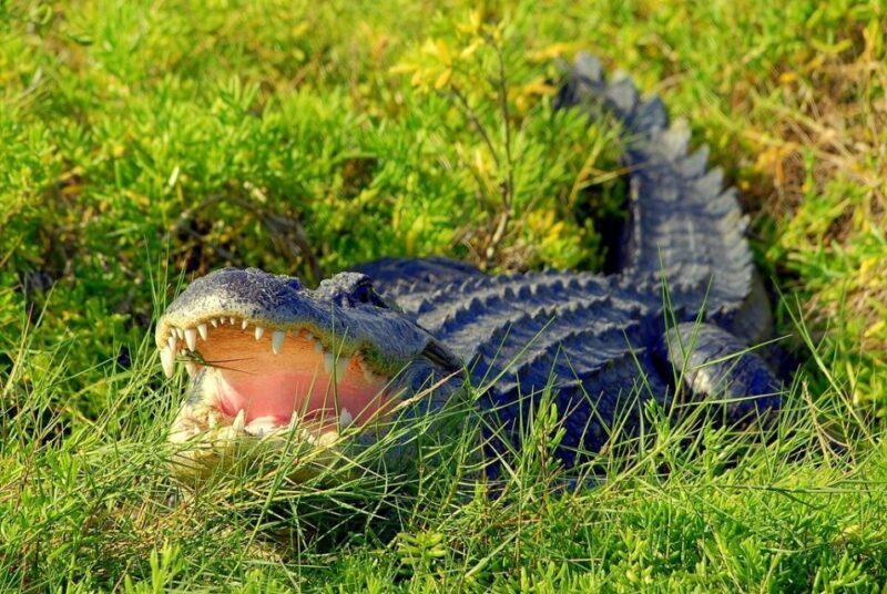 Orlando: Wild Florida Park Ticket and Gator Shows - Scenic Trails and Nature