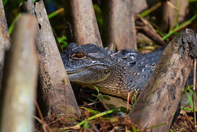 Orlando Wildlife Safari Hike with a Wildlife Photographer - The Itinerary: What You Can Expect