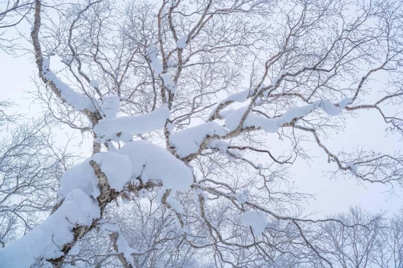 Orofure Pass Half-day Snowshoeing Tour - An In-Depth Look at the Orofure Pass Snowshoeing Adventure