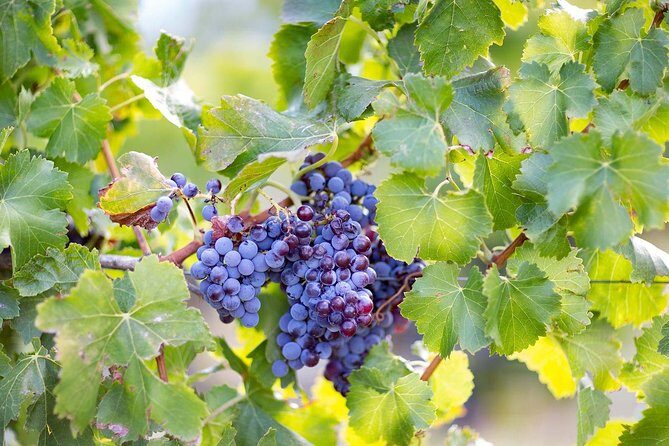 Orosei - 4x4 Tour & wine tasting - Who Will Love This Tour?