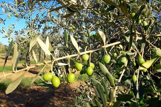 Orosei - 4x4 Tour & wine tasting - FAQ