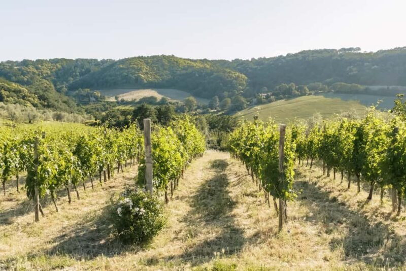 Orvieto: Classic Wine Tasting at Madonna del Latte - The Sum Up