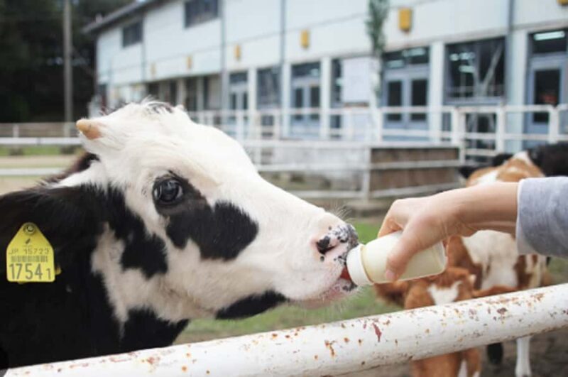 Osaka: Awaji Island One-Day - Journey Begins: From Osaka to Awaji Island