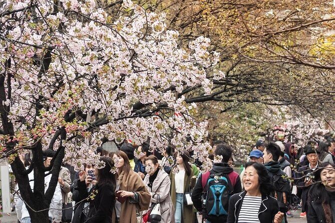 Osaka Cherry Blossom Tour with a Local: 100% Personalized Private - The Sum Up