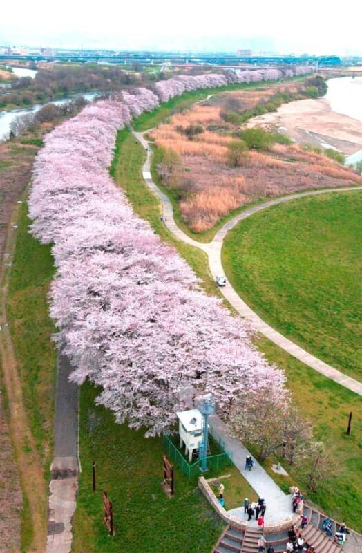 Osaka: Cherry Blossoms Tunnel & Uji day trip in small group - Key Points
