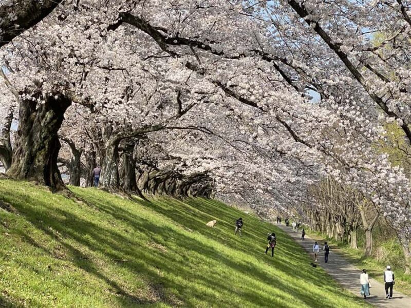 Osaka: Cherry Blossoms Tunnel & Uji day trip in small group - A Deep Dive Into the Experience