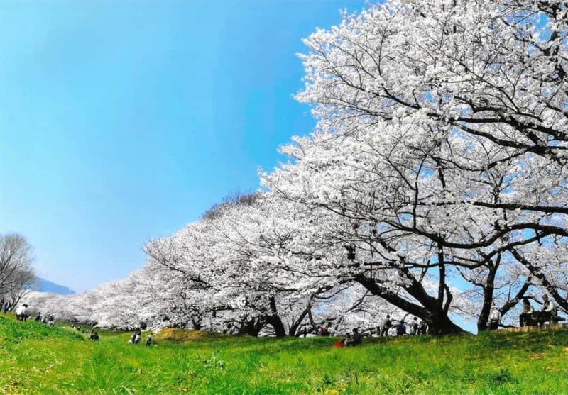 Osaka: Cherry Blossoms Tunnel & Uji day trip in small group - Who Will Love This Tour?