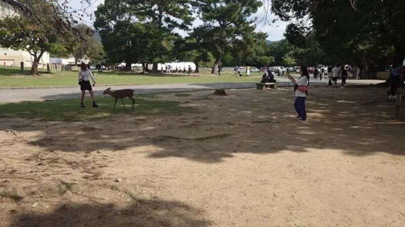 Osaka: Discovering Nara Timeless Grace Guided Tour - The Sum Up