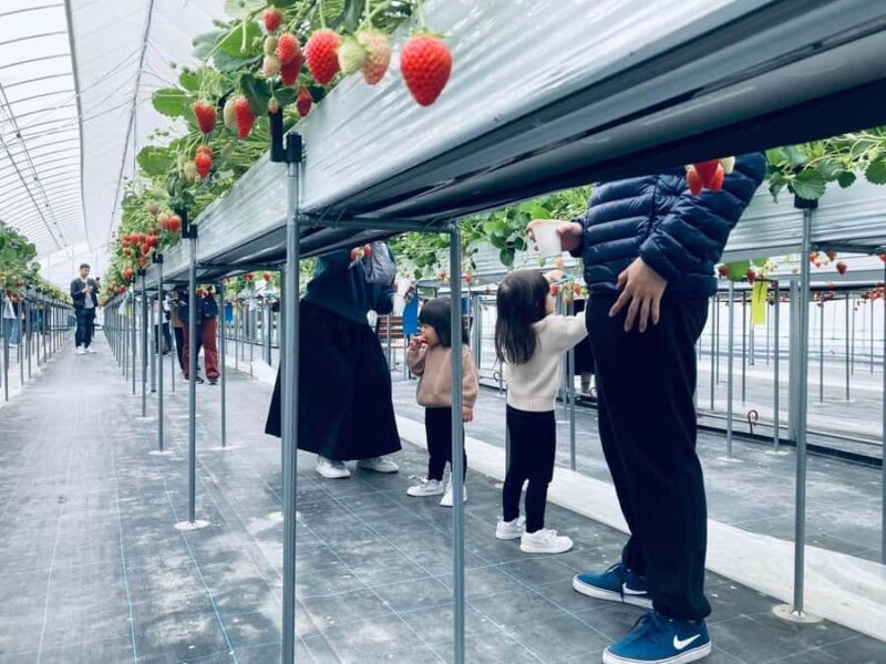 Osaka Izumisano : All You Can Eat Strawberry Picking - Key Points