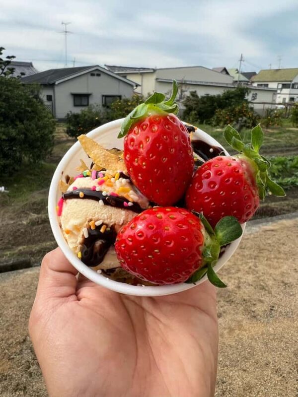 Osaka Izumisano : All You Can Eat Strawberry Picking - Introduction: What’s on Offer and Why It’s Worth Considering