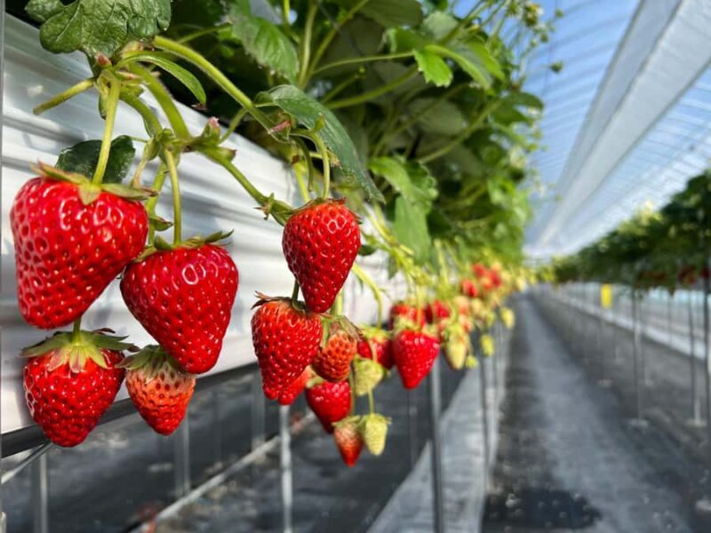 Osaka Izumisano : All You Can Eat Strawberry Picking - Transportation: Getting There and Around