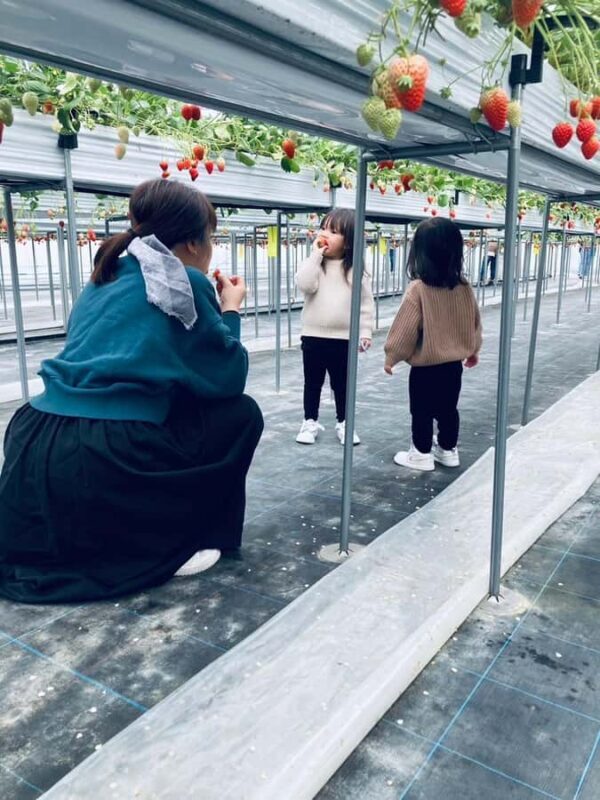 Osaka Izumisano : All You Can Eat Strawberry Picking - The Value of the Experience
