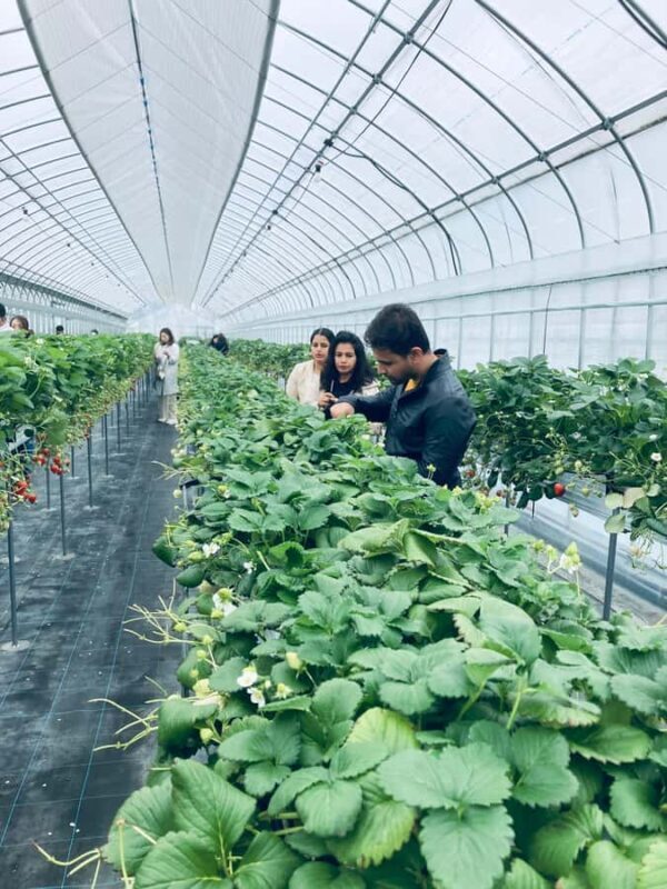 Osaka Izumisano : All You Can Eat Strawberry Picking - Who Will Love This Tour?