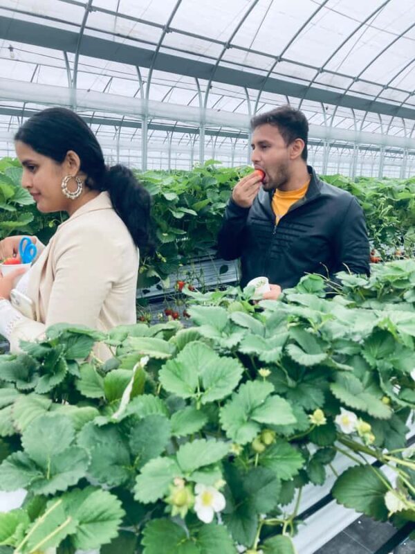 Osaka Izumisano : All You Can Eat Strawberry Picking - The Sum Up