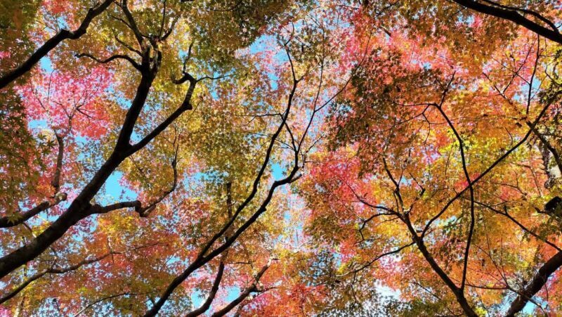 Osaka: Katsuo-ji Temple with Hundreds of Daruma Figures - Walking and Accessibility Considerations