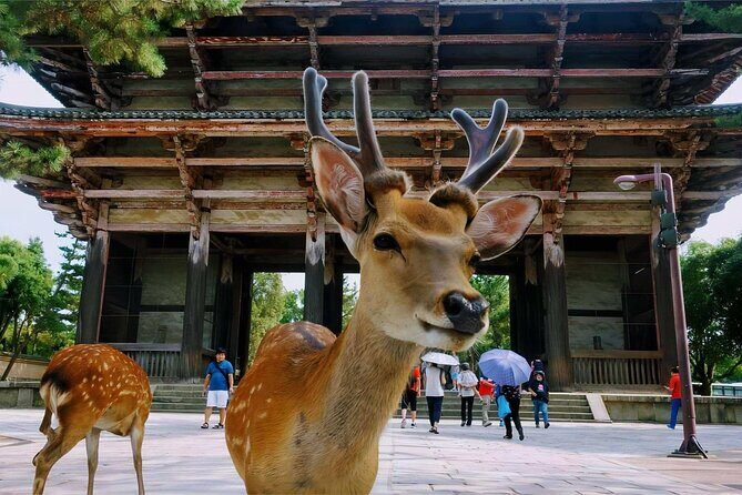 Osaka Kiyomizudera Fushimi Shrine and Nara Deer Sightseeing Trip - Introduction