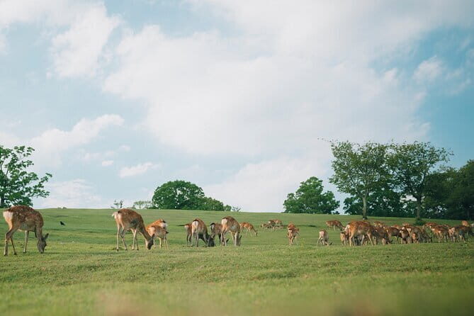 Osaka/Kyoto and Nara private tour with English speaking Guide - FAQ